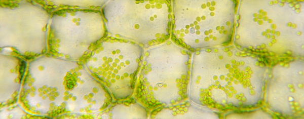 Hydration and Cellular Function: The Science Behind Water, Electrolyte ...